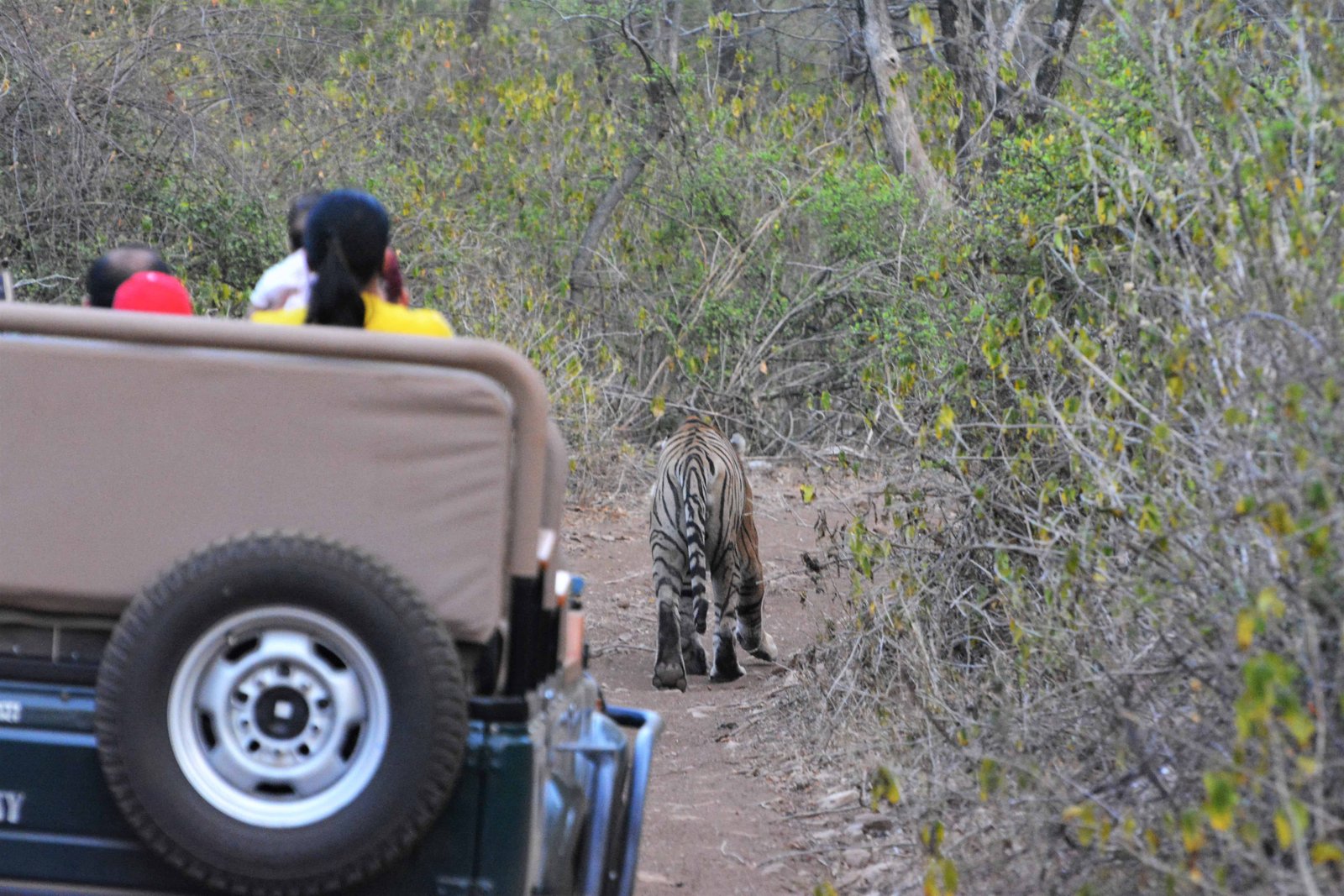Blending In The Jungle And Conducting Yourself In The Wild